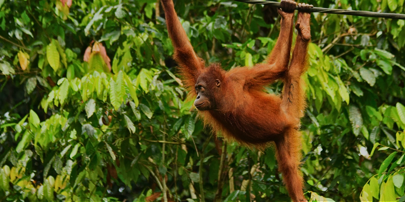Expert Travel Tips: How To Reach Sepilok From Kota Kinabalu, Sandakan ...