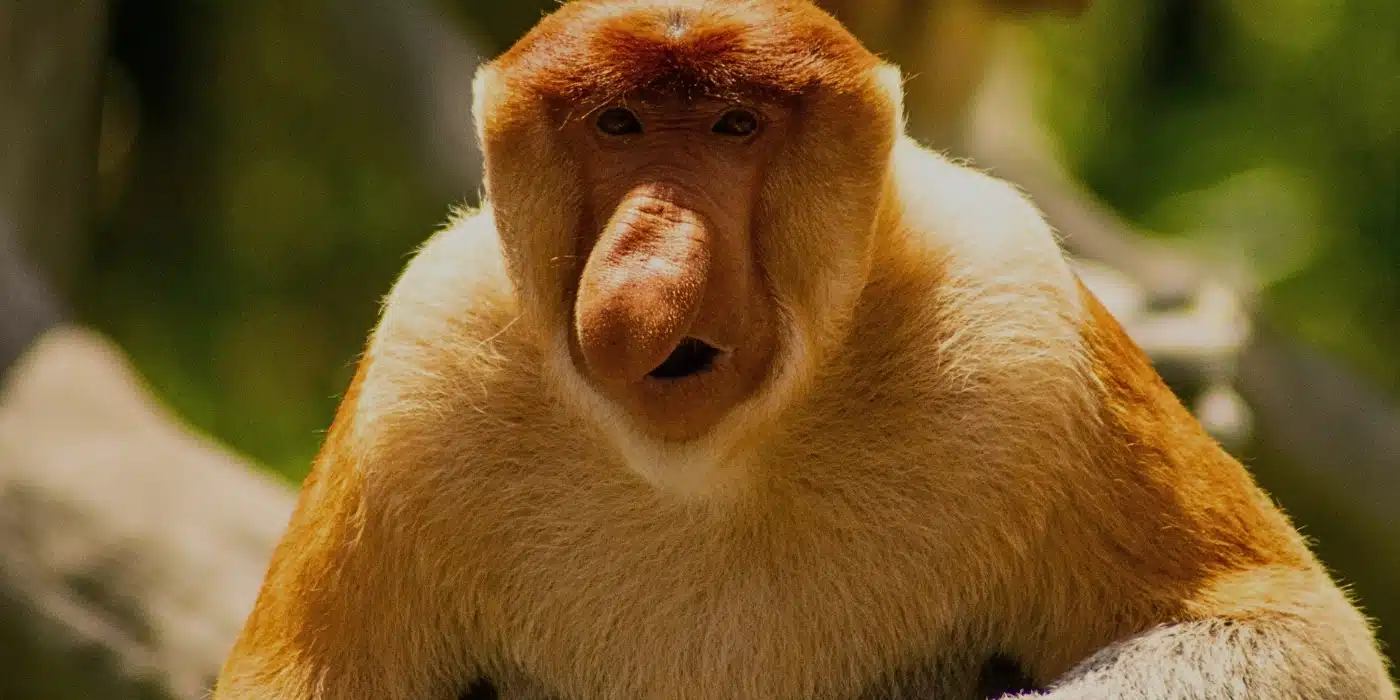 Top 10 Best Wildlife In Bako National Park To Spot