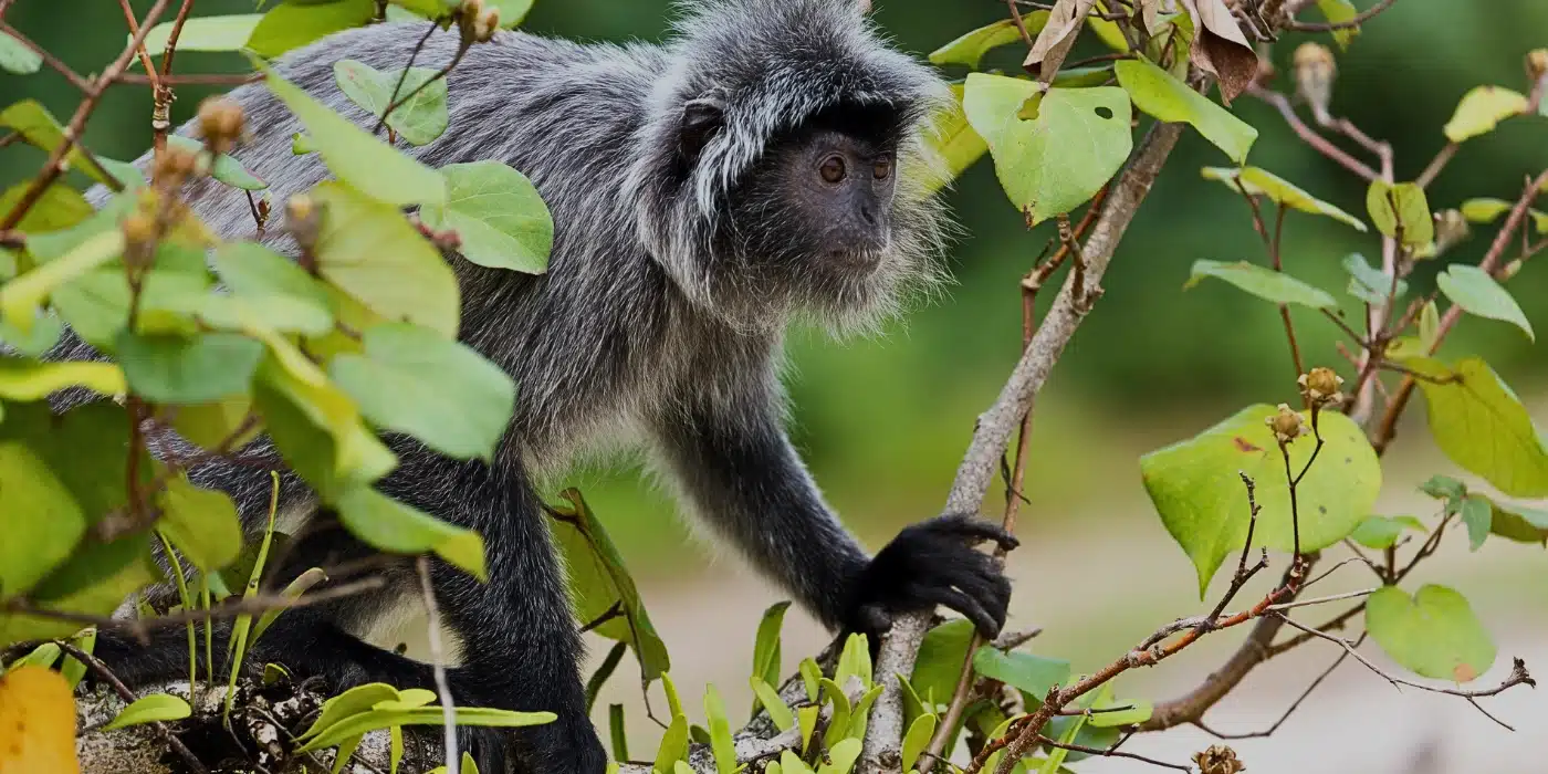Top 10 Best Wildlife In Bako National Park To Spot
