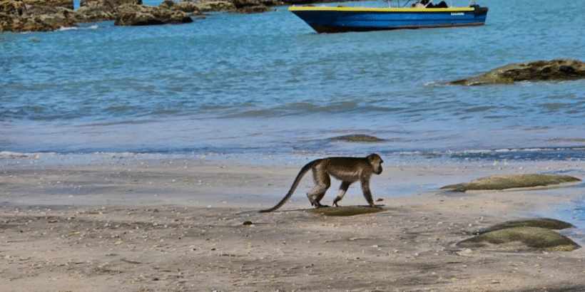 The Ultimate Bako National Park Travel Guide 2026: Wildlife Trails, Sea ...