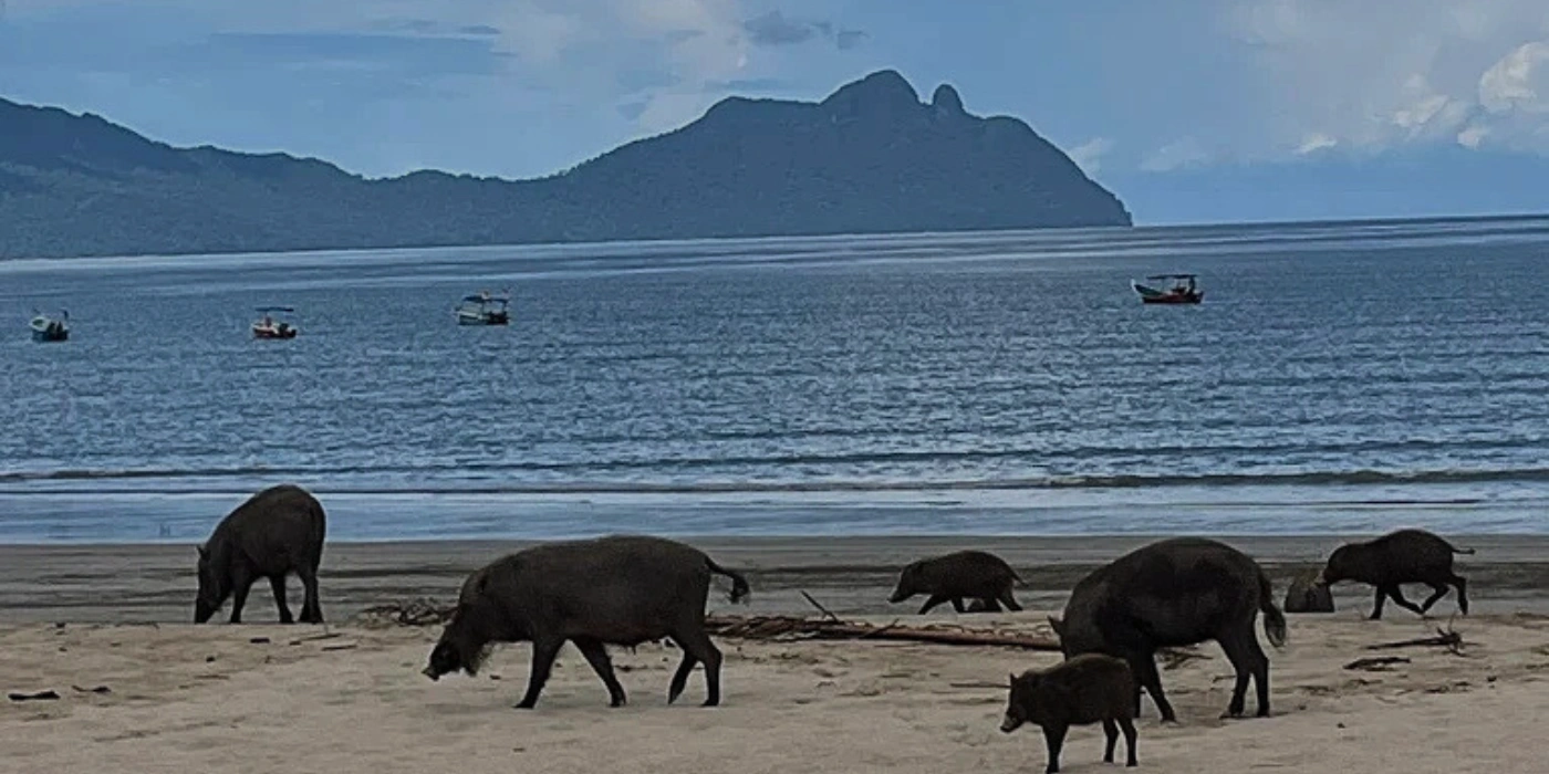 Is Bako National Park Worth Visiting? Honest Review & Guide (2026)