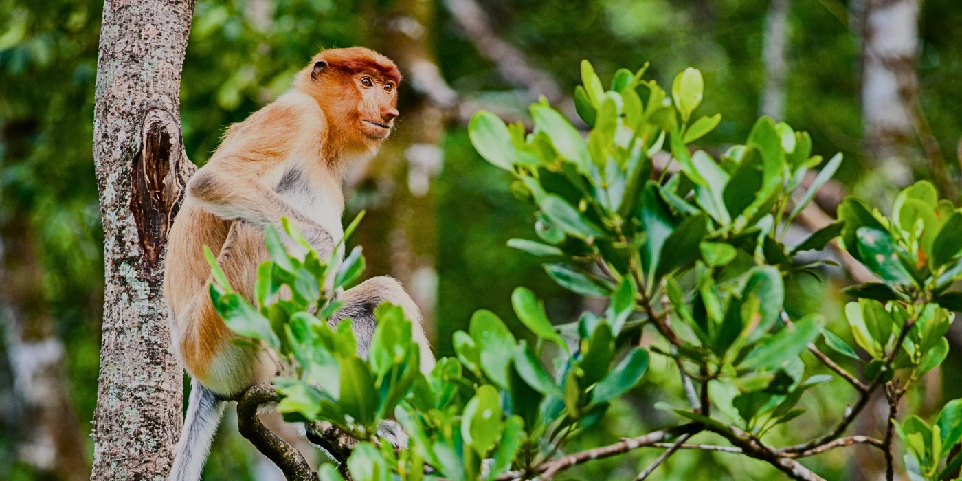 Is Bako National Park Worth Visiting? Honest Review & Guide (2026)